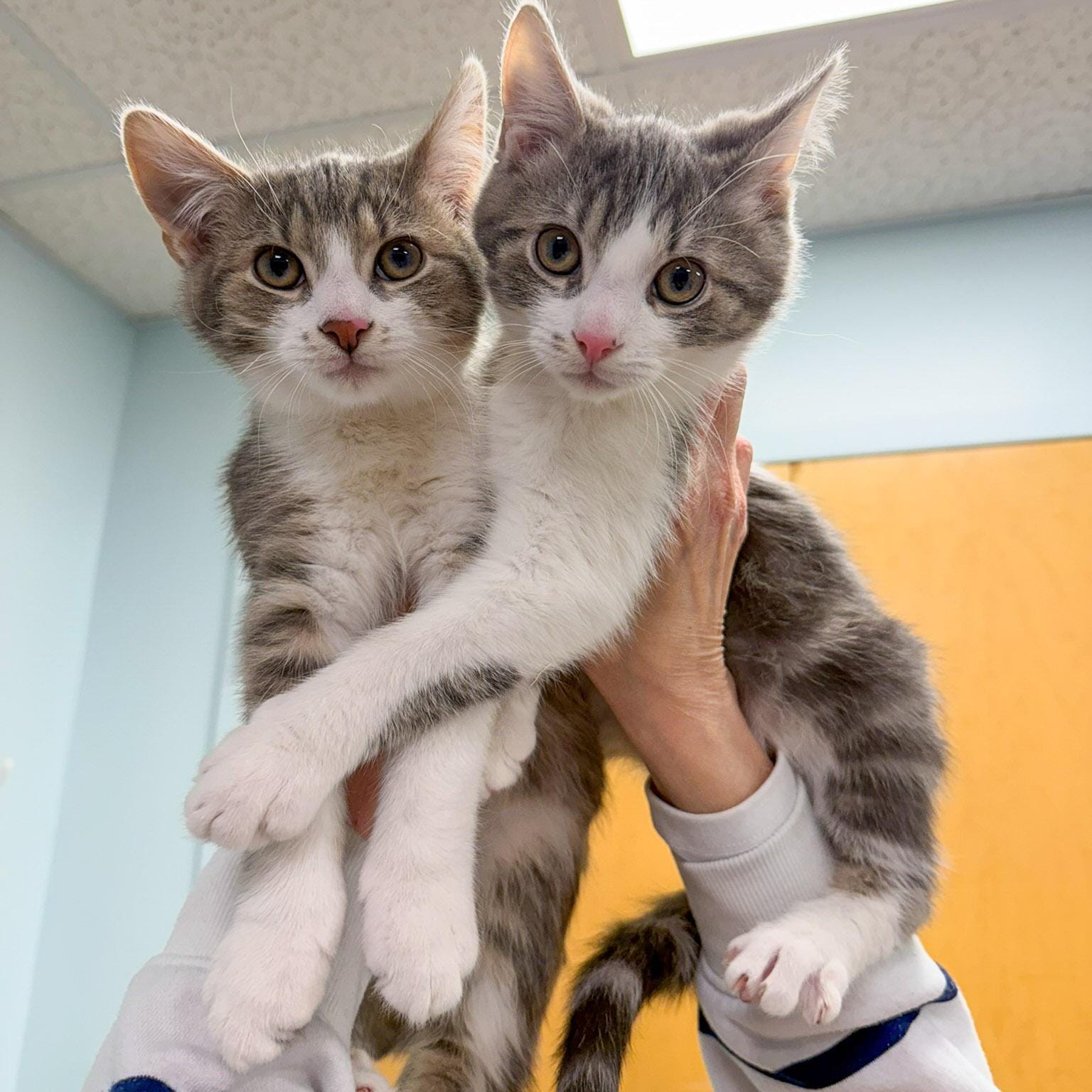 Adopt Loki Today - Pets TheCountyOffice