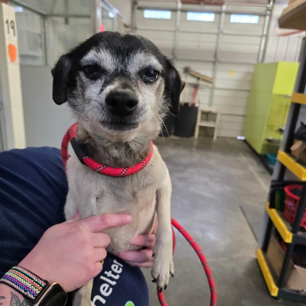 Adopt Harley Today - Find Paw Pal