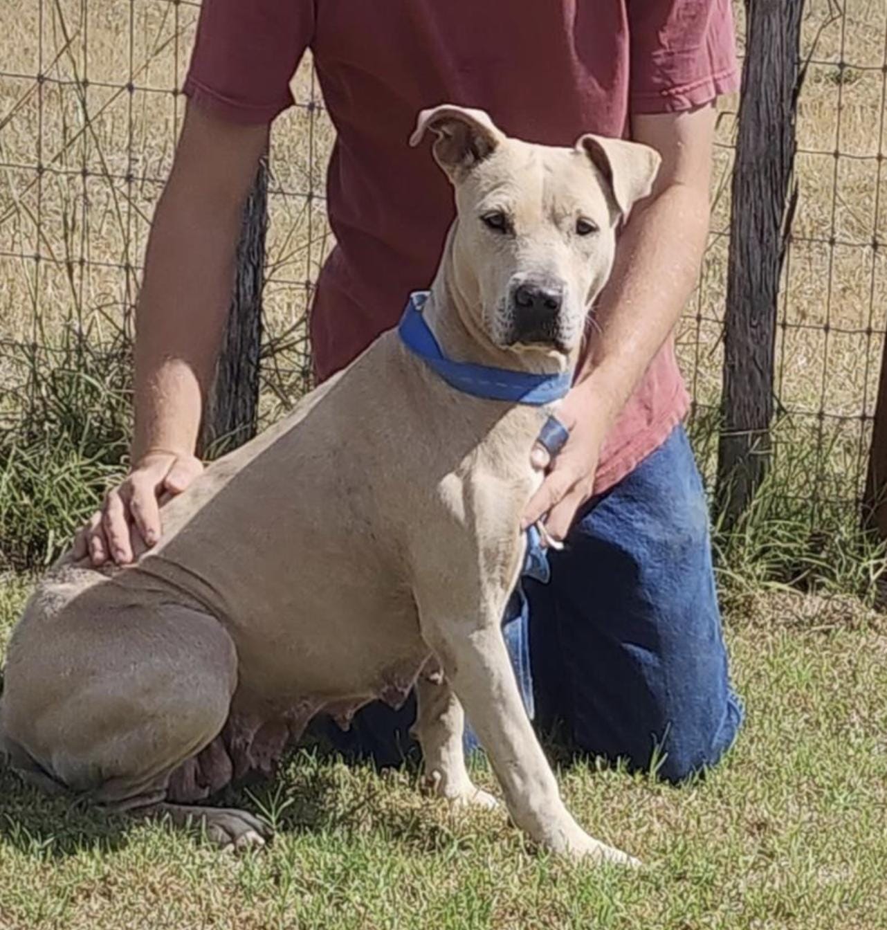 Adopt Hope Today - Pets TheCountyOffice