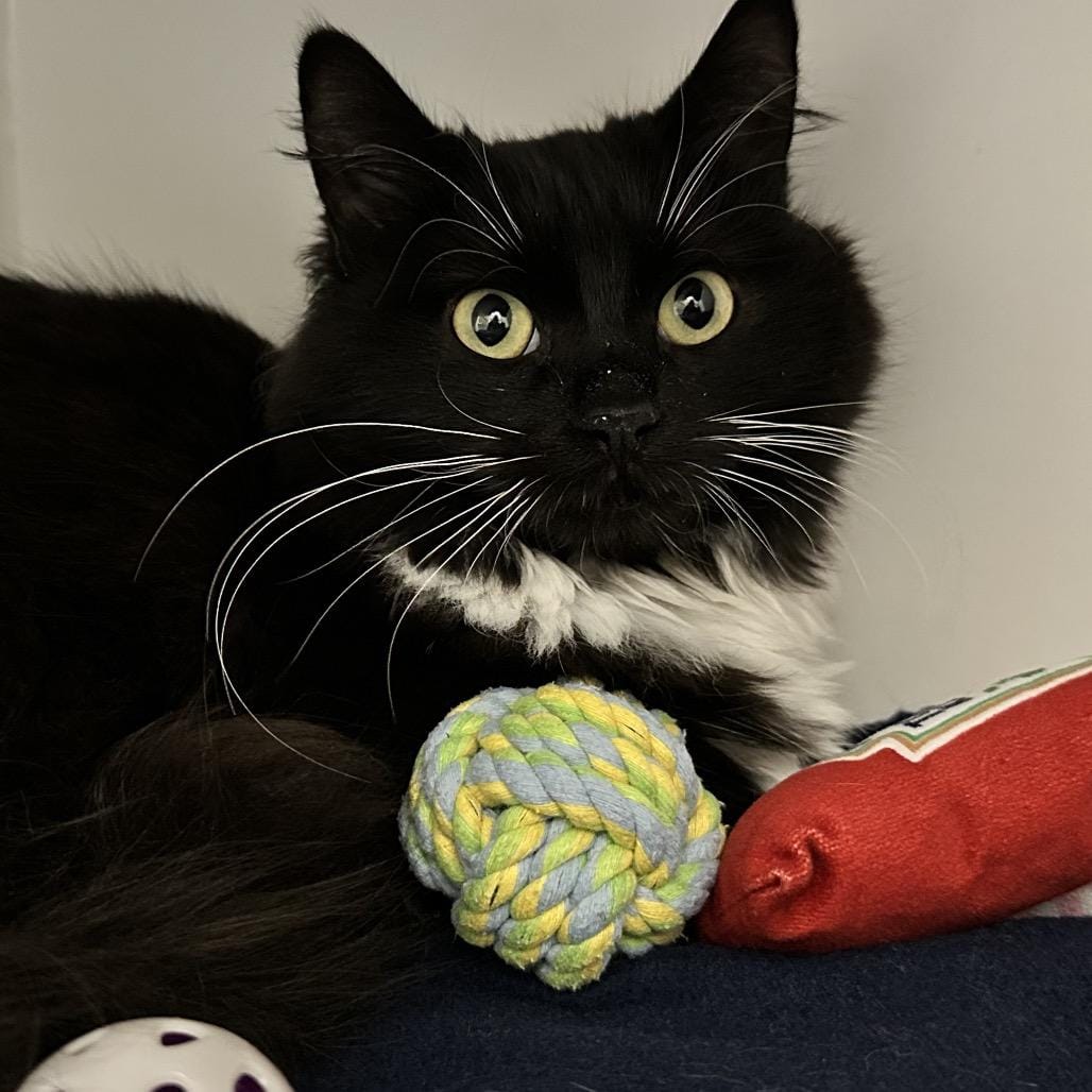 Adopt Oreo Today - Pets TheCountyOffice