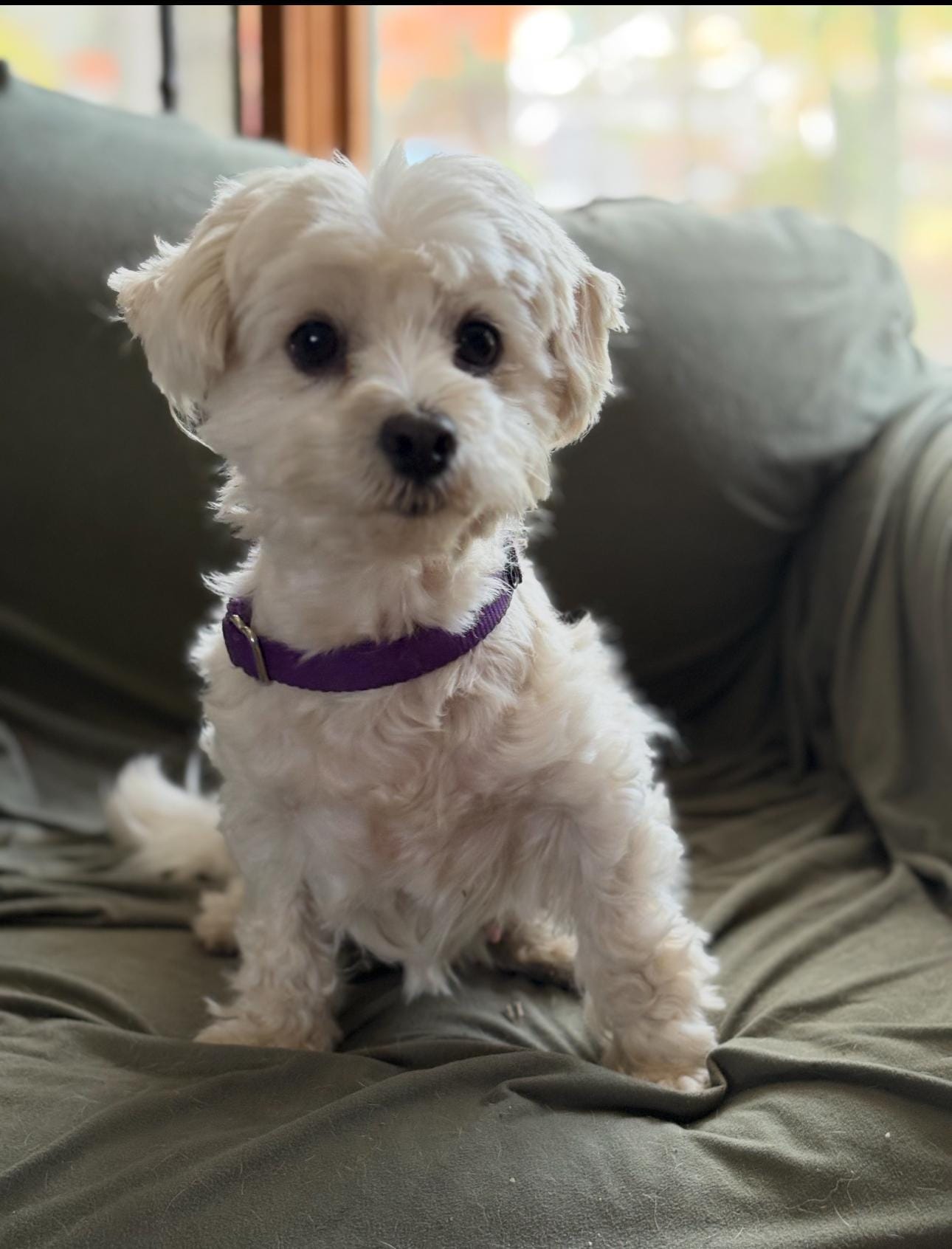 Adopt Coconut Today - Pets TheCountyOffice