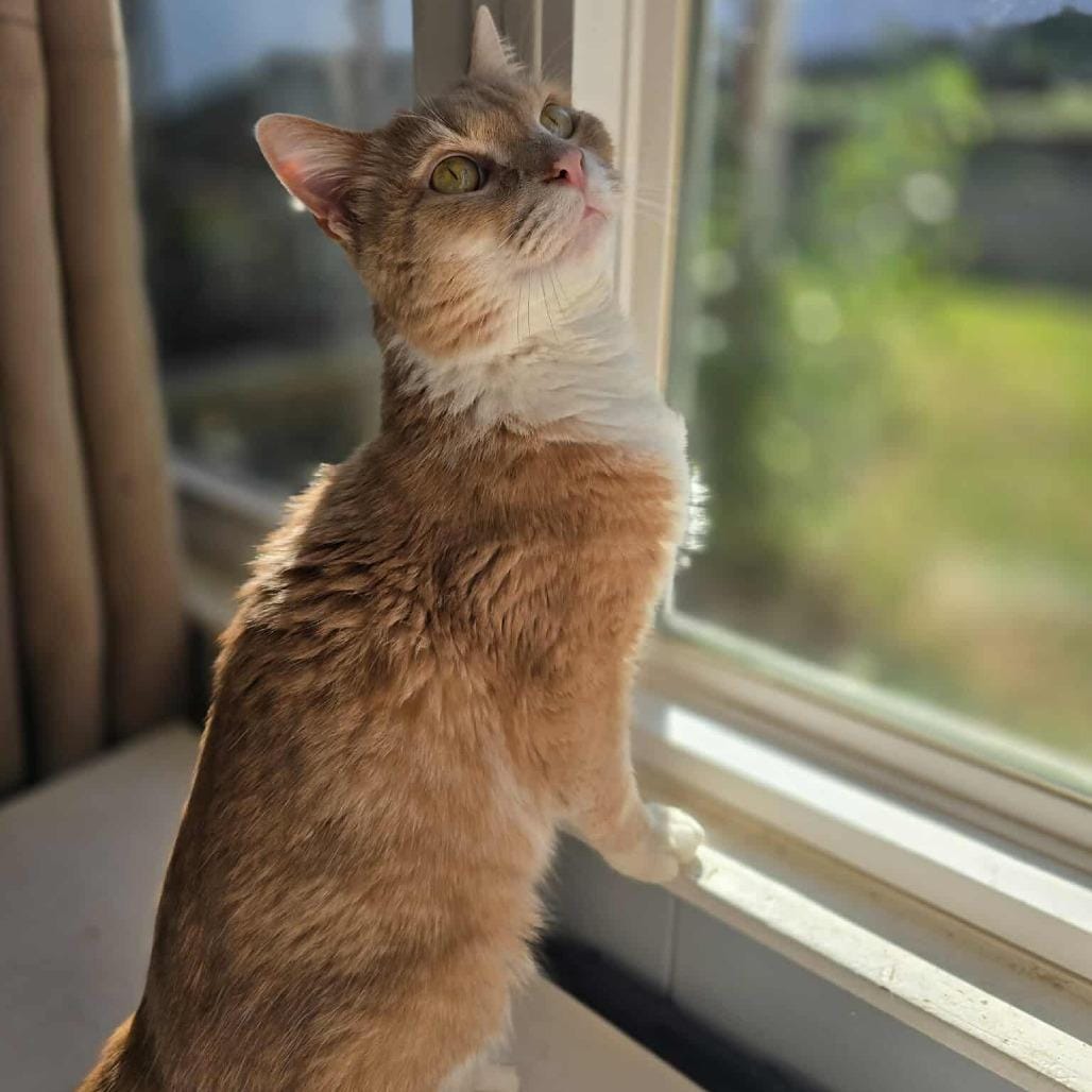 Adopt Patrick Today - Pets TheCountyOffice