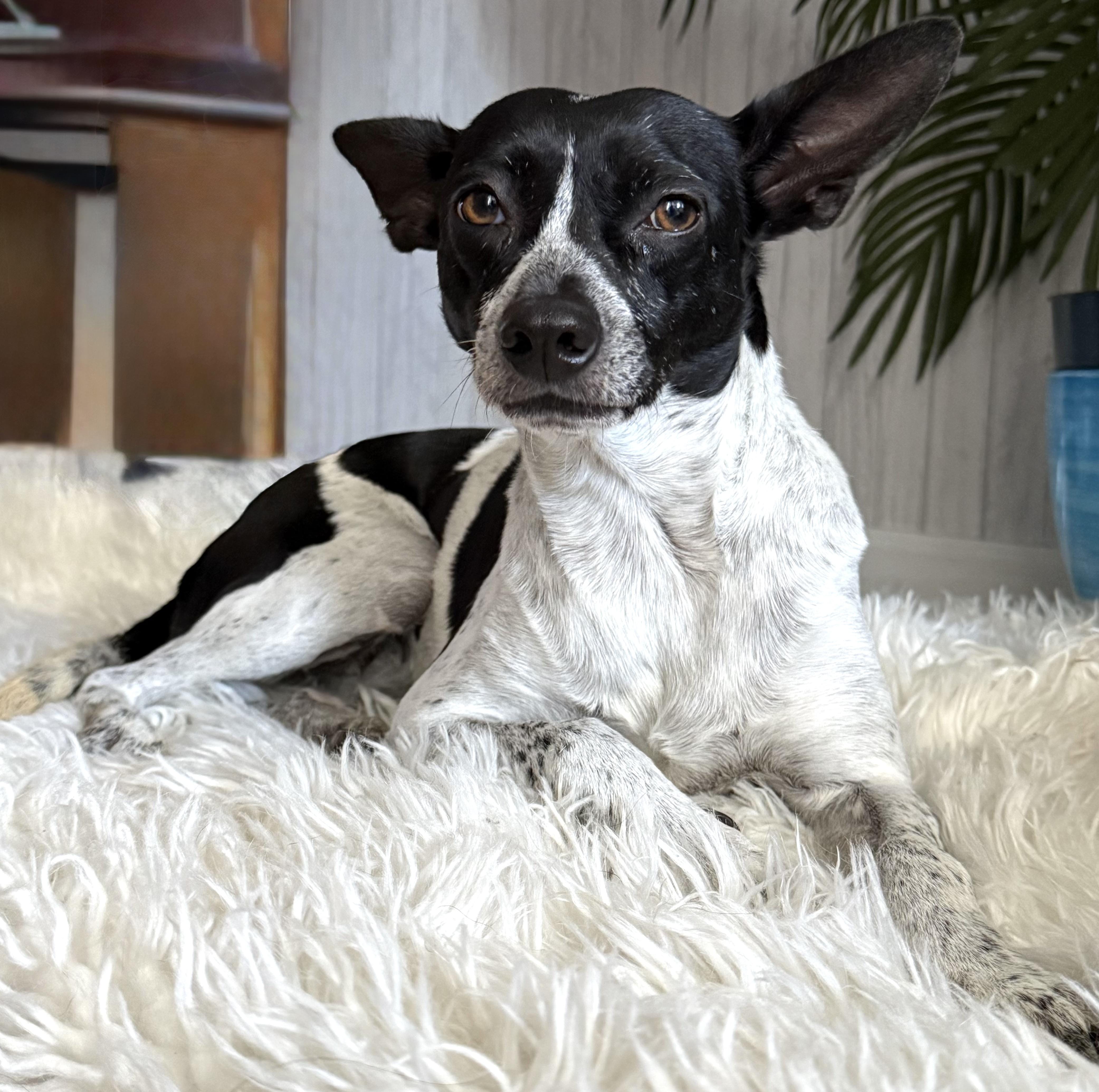 Adopt Olay Today - Pets TheCountyOffice