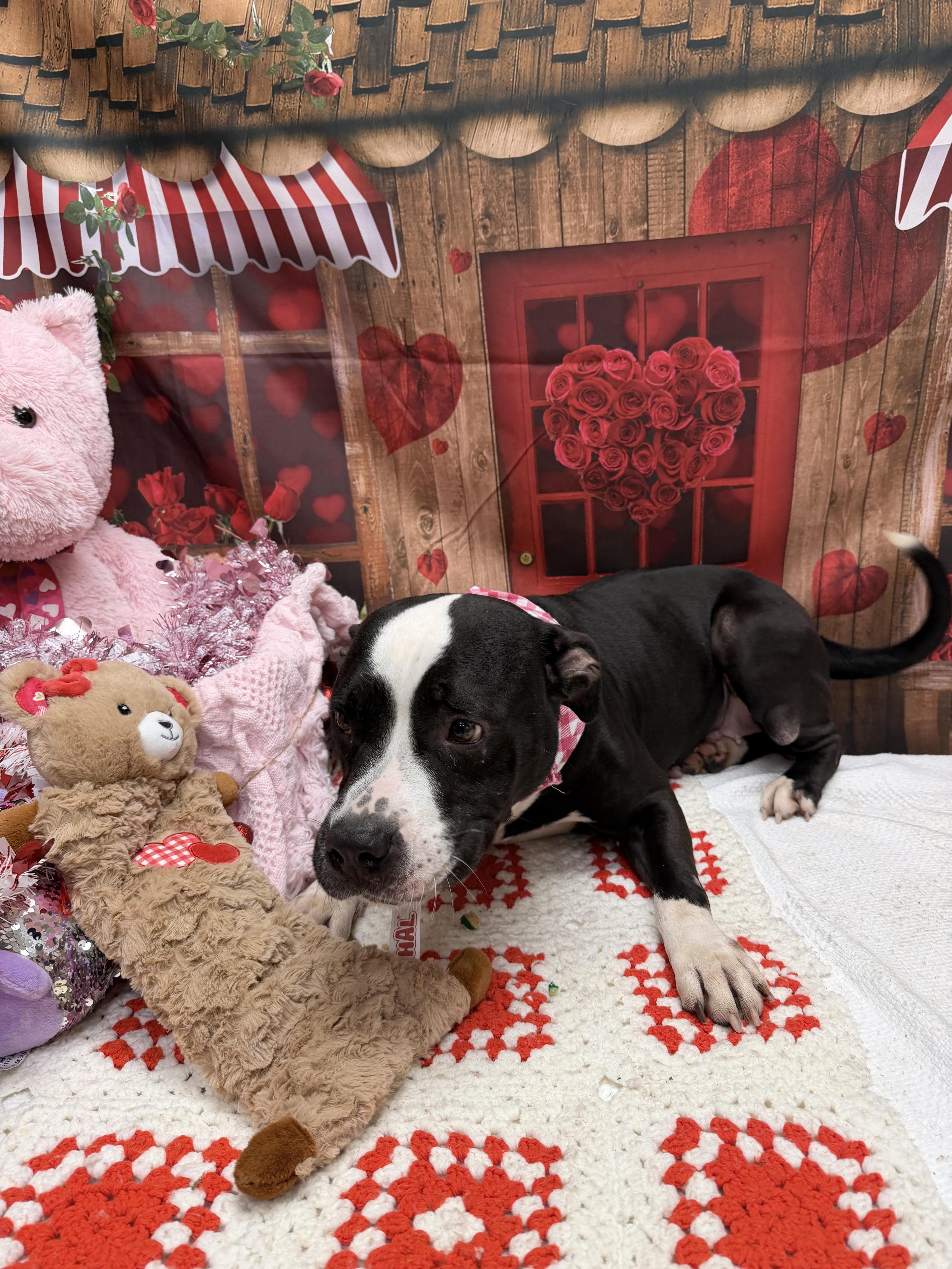 Adopt LADY Today - Pets TheCountyOffice