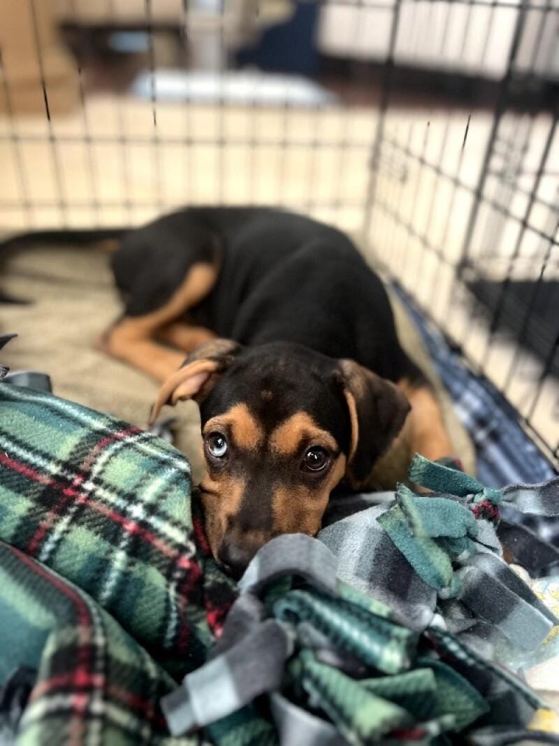 Adopt Daisy Ann Marie Today - Find Paw Pal