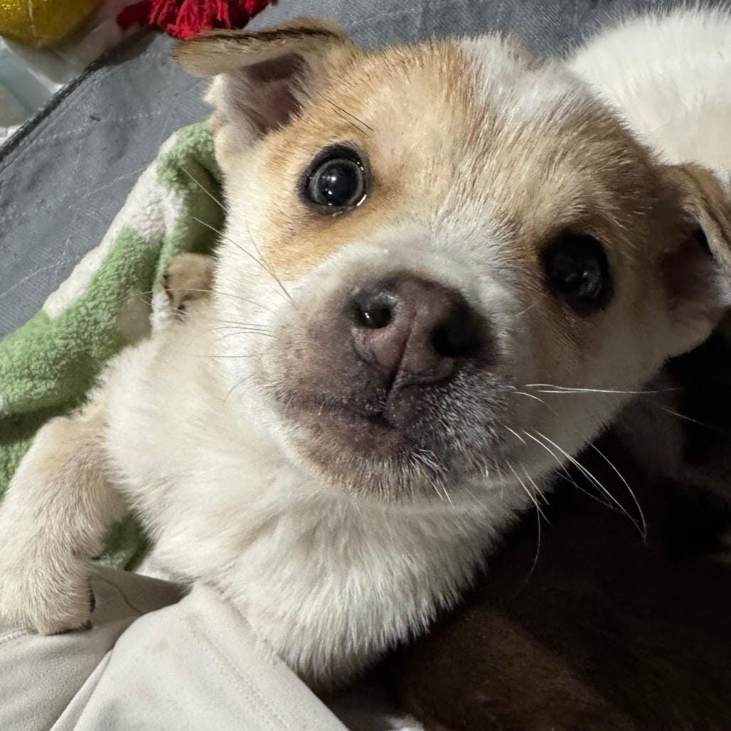 Adopt Thorn Today - Pets TheCountyOffice