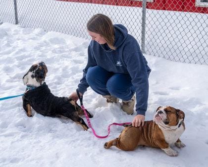 Adopt HD Today - Pets TheCountyOffice