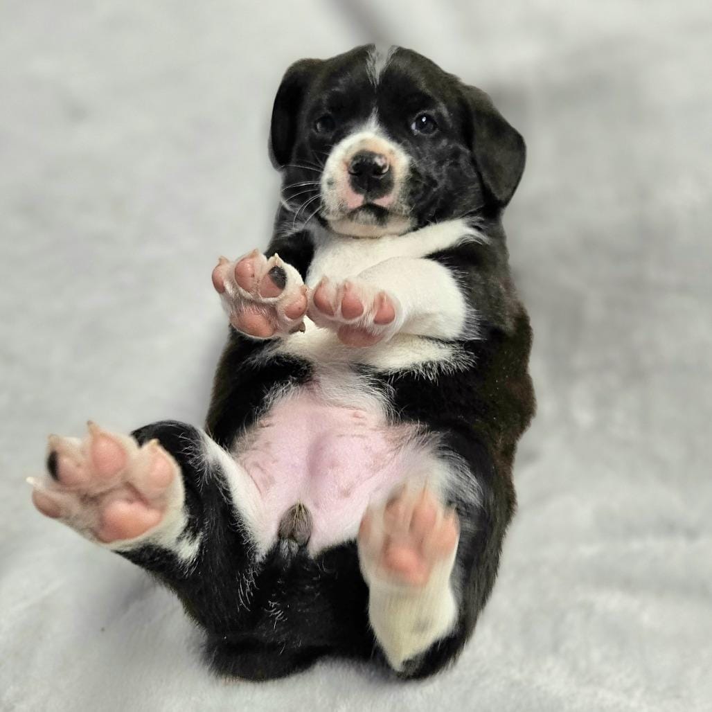 Adopt Boo Today - Pets TheCountyOffice
