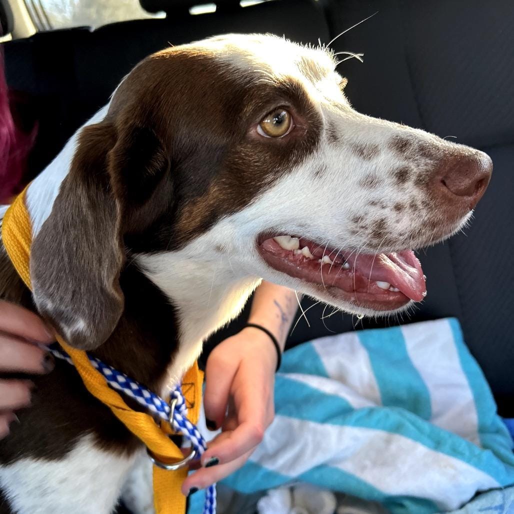 Adopt Pinto Today - Pets TheCountyOffice