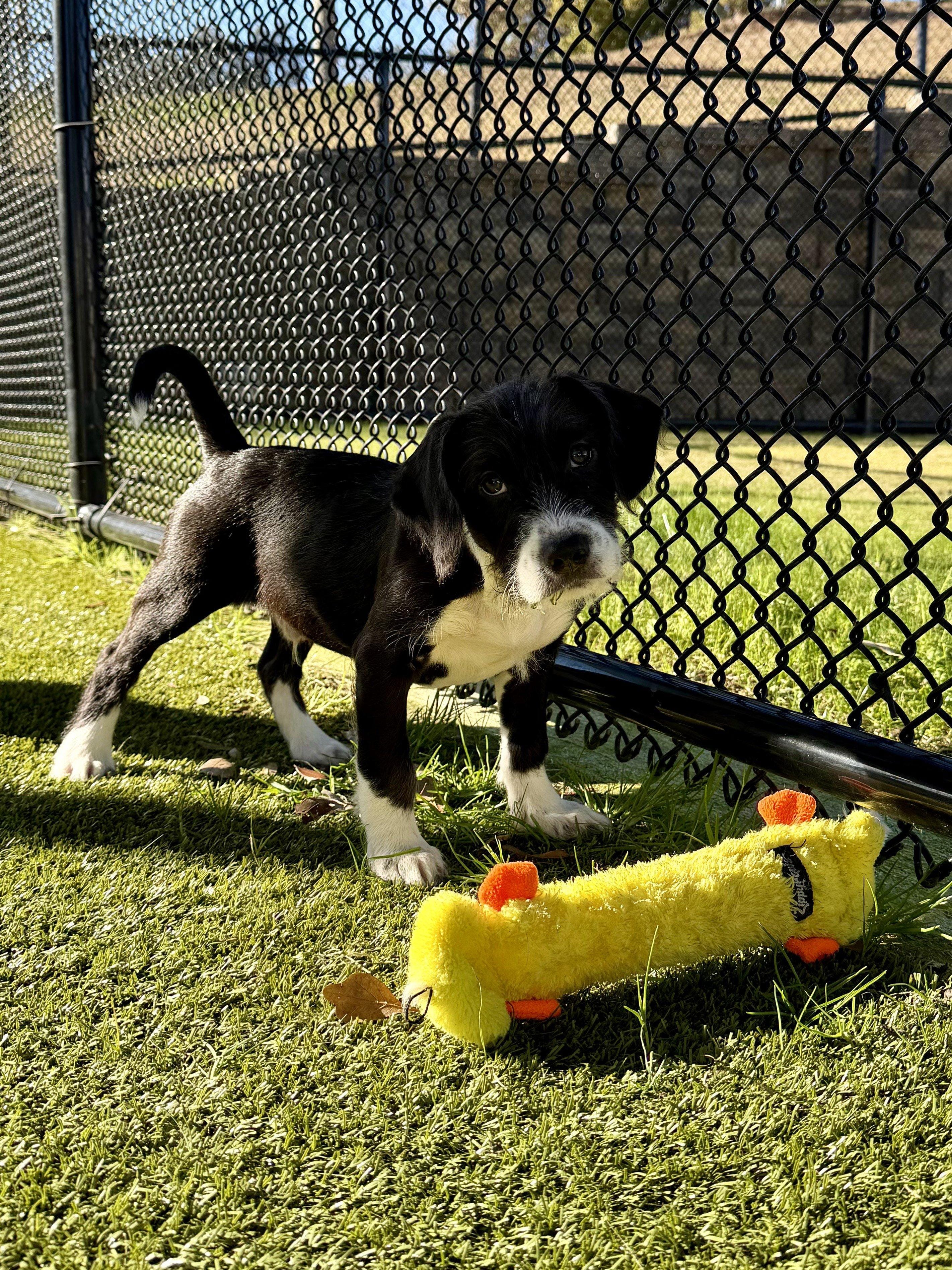 Adopt Curly Today - Pets TheCountyOffice