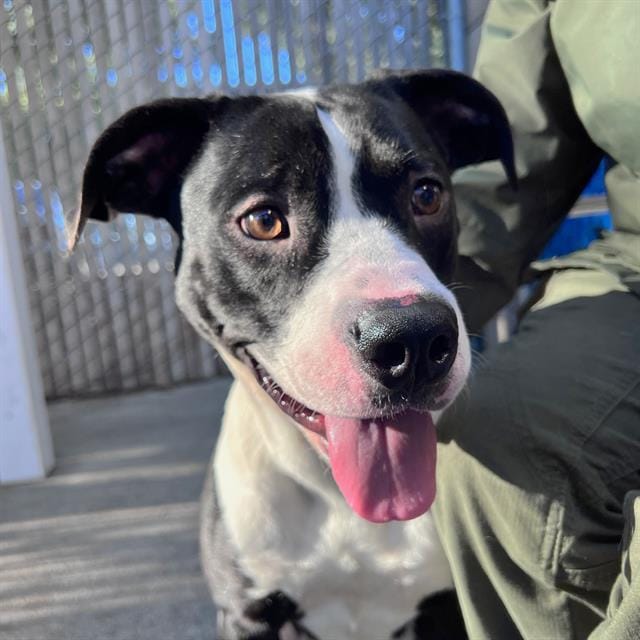 Adopt HUGGY Today - Pets TheCountyOffice