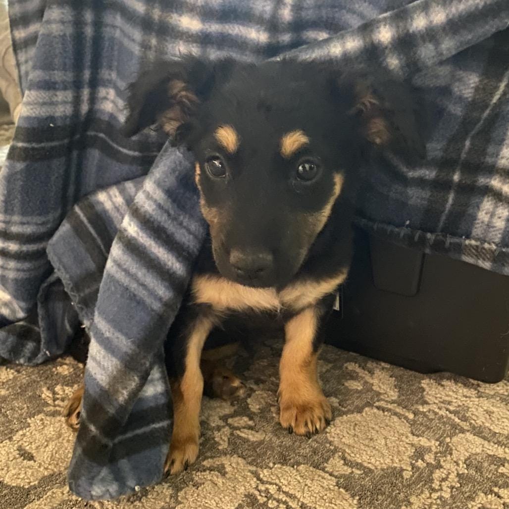Adopt Ruffle Today - Pets TheCountyOffice