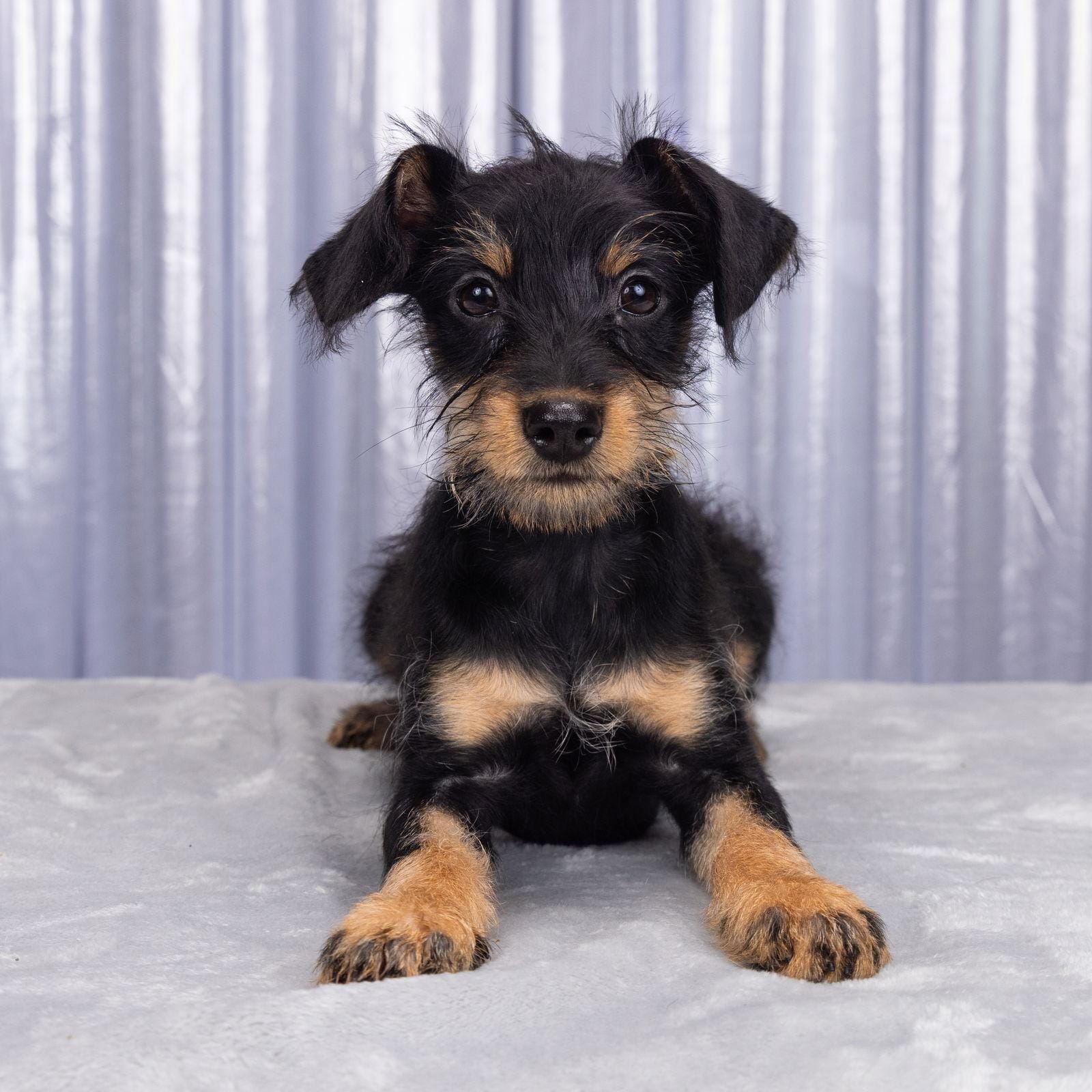 Adopt Grinch: Martha May Today - Find Paw Pal