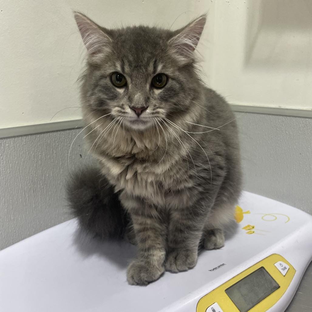 Adopt Oreo Today - Pets TheCountyOffice