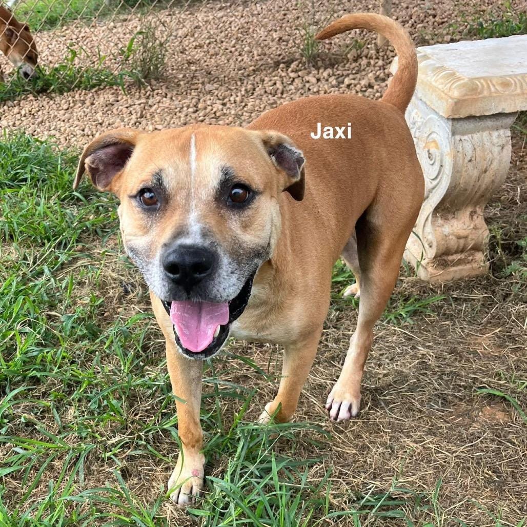Adopt Jaxi Today - Pets TheCountyOffice