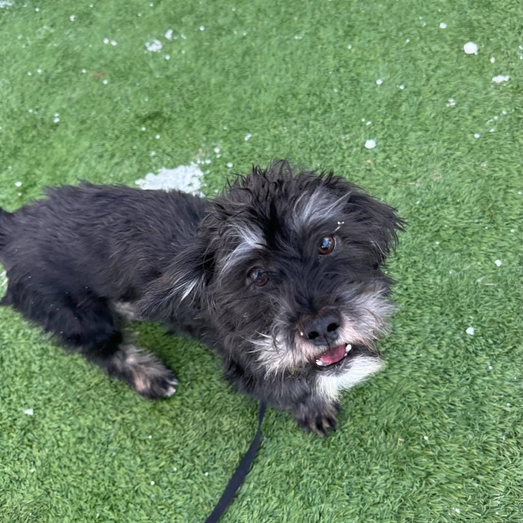 Adopt Oso Today - Pets TheCountyOffice