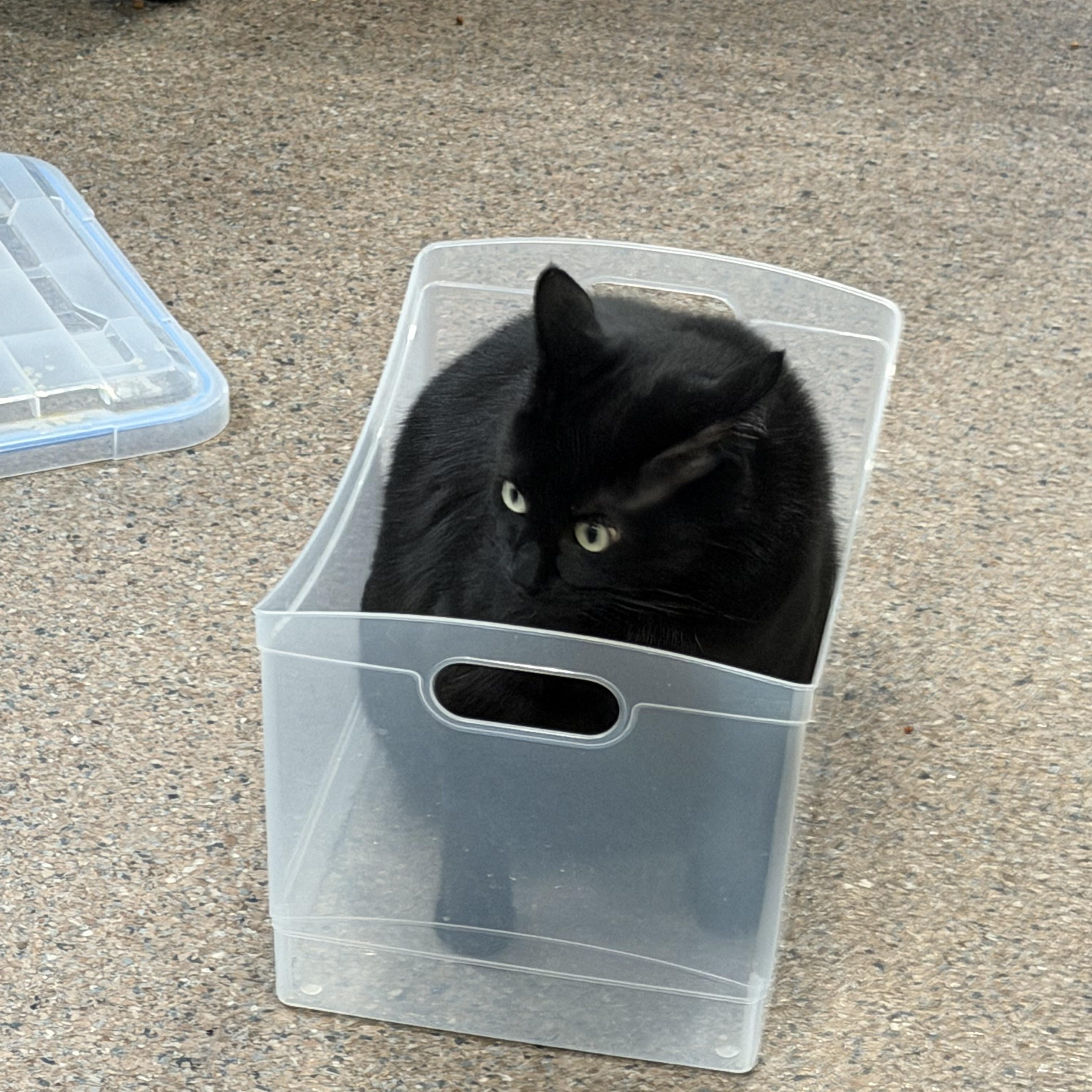 Adopt Mochi Today - Pets TheCountyOffice