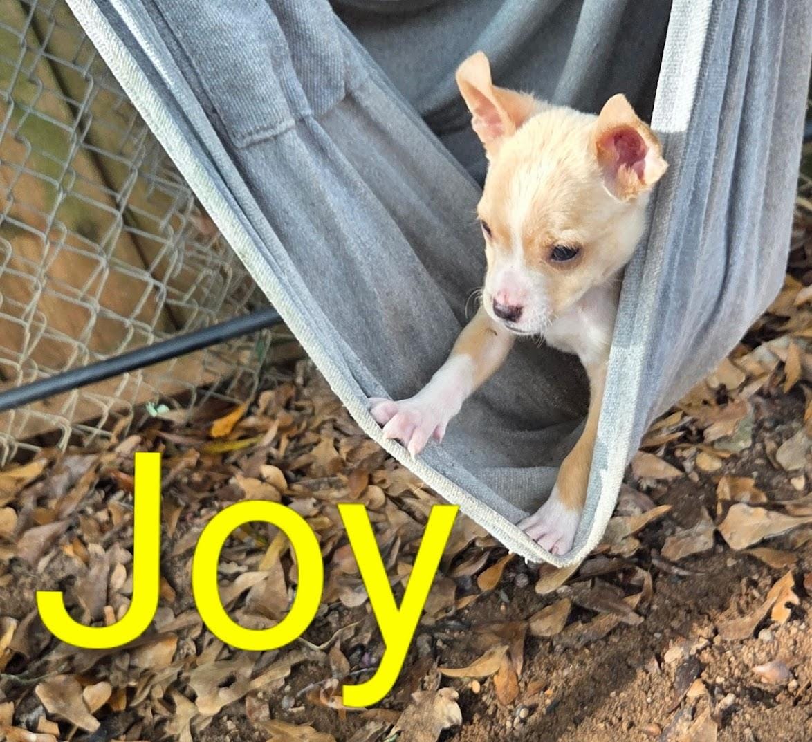 Adopt JOY Today - Pets TheCountyOffice