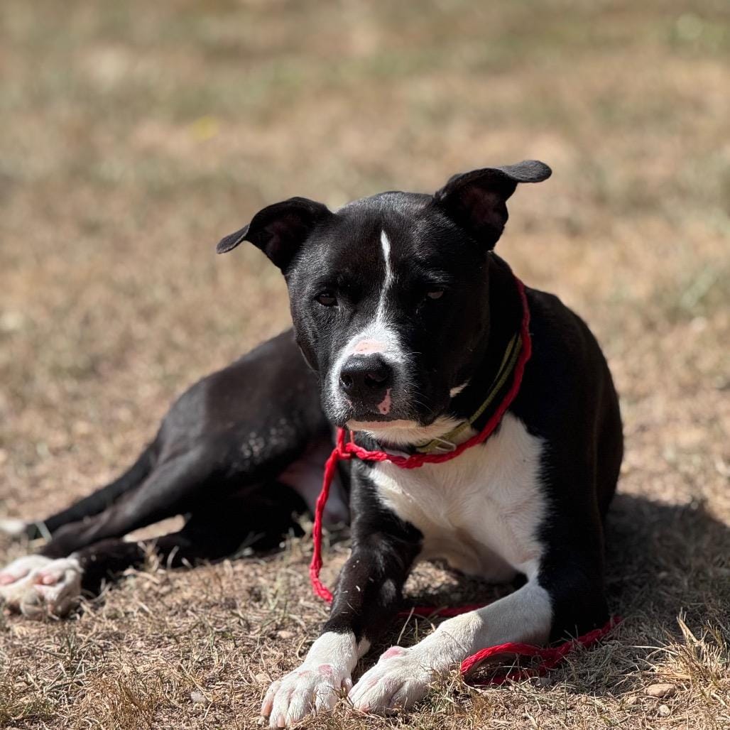 Adopt Tiny Tim Today - Find Paw Pal