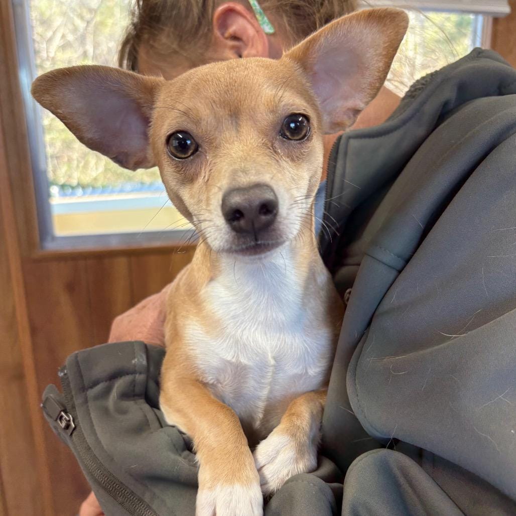 Adopt Jules - Intent to Adopt Today - Pets TheCountyOffice