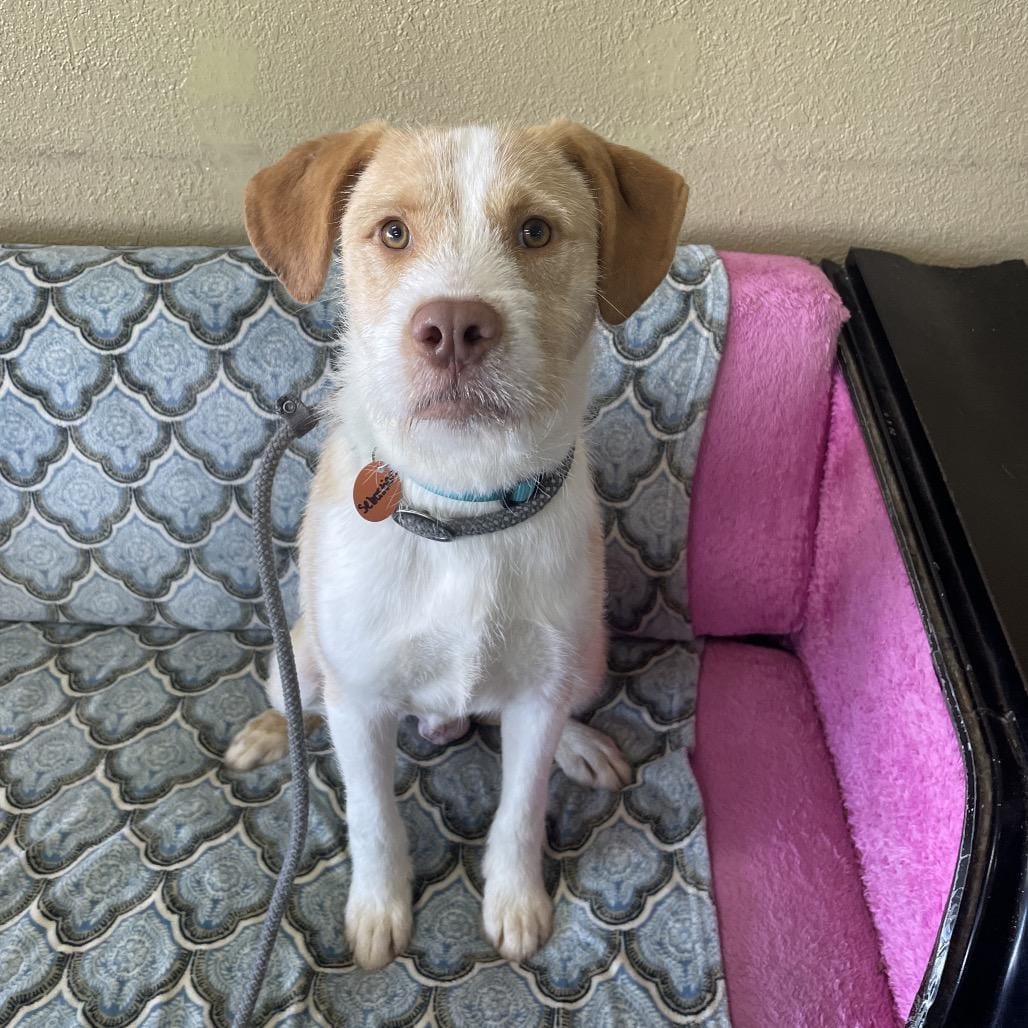 Adopt Sebastian Today - Pets TheCountyOffice