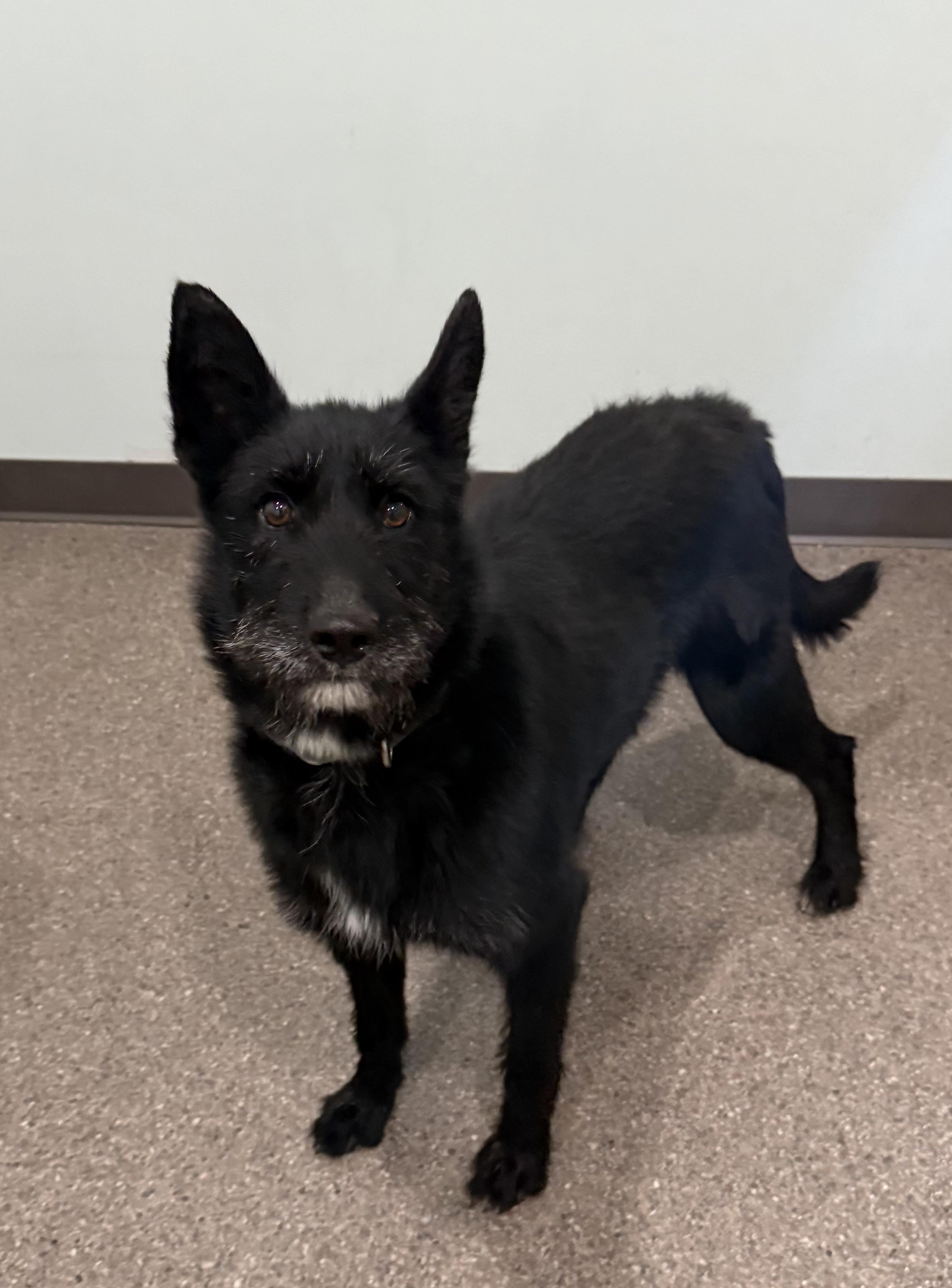 Adopt Falcon - sweet boy Today - Pets TheCountyOffice