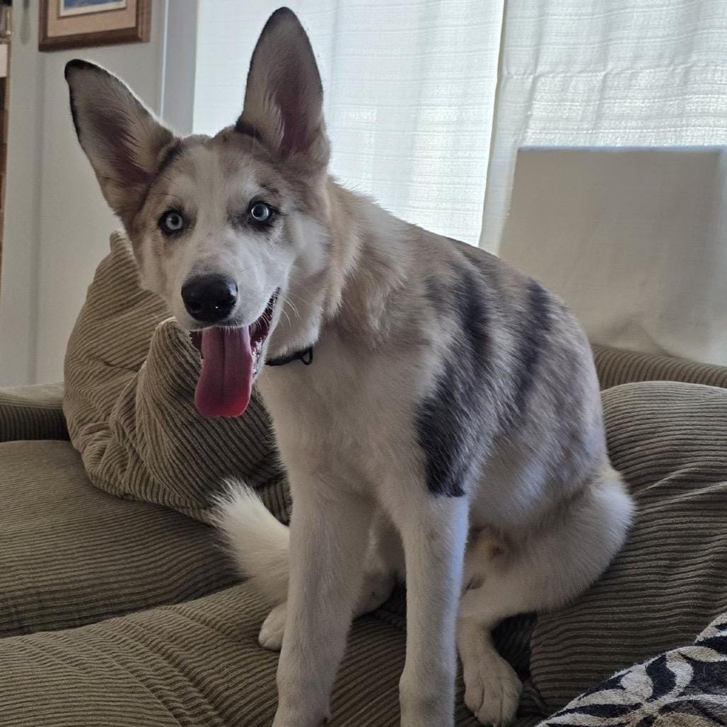 Adopt KENI Today - Pets TheCountyOffice