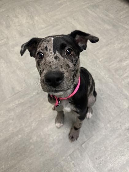 Adopt Piper Today - Pets TheCountyOffice