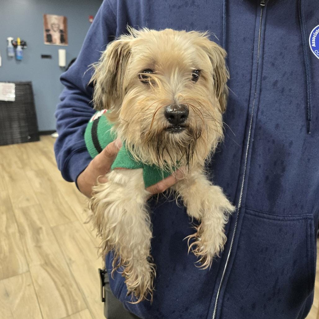 Adopt Oso Today - Pets TheCountyOffice