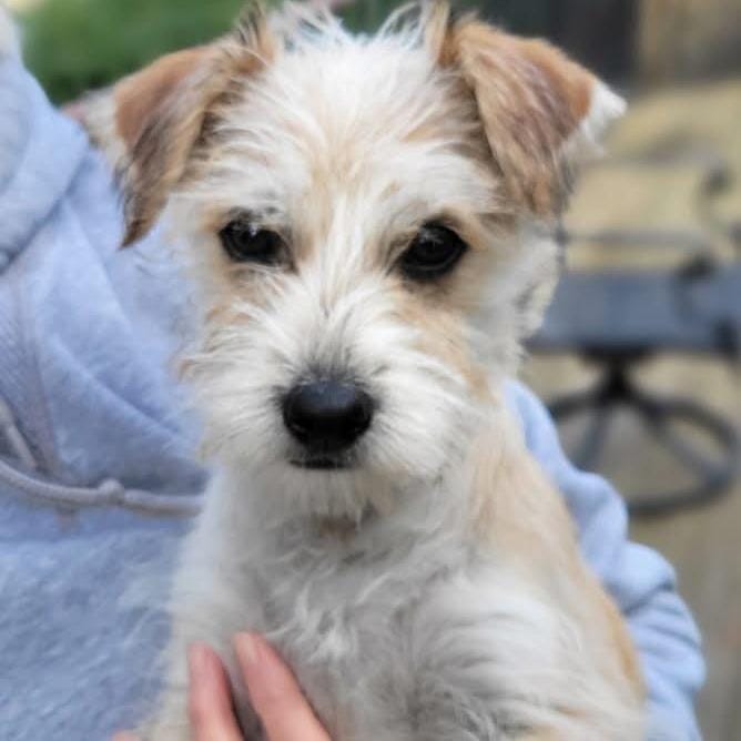 Adopt George Strait Today - Pets TheCountyOffice