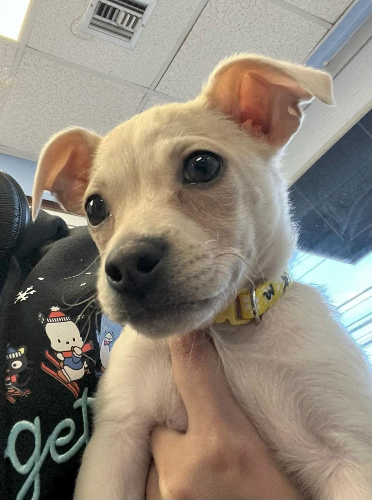 Adopt Clark Today - Pets TheCountyOffice