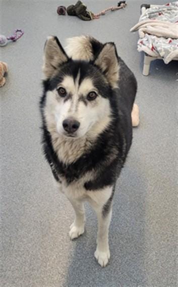 Adopt Hope Today - Pets TheCountyOffice