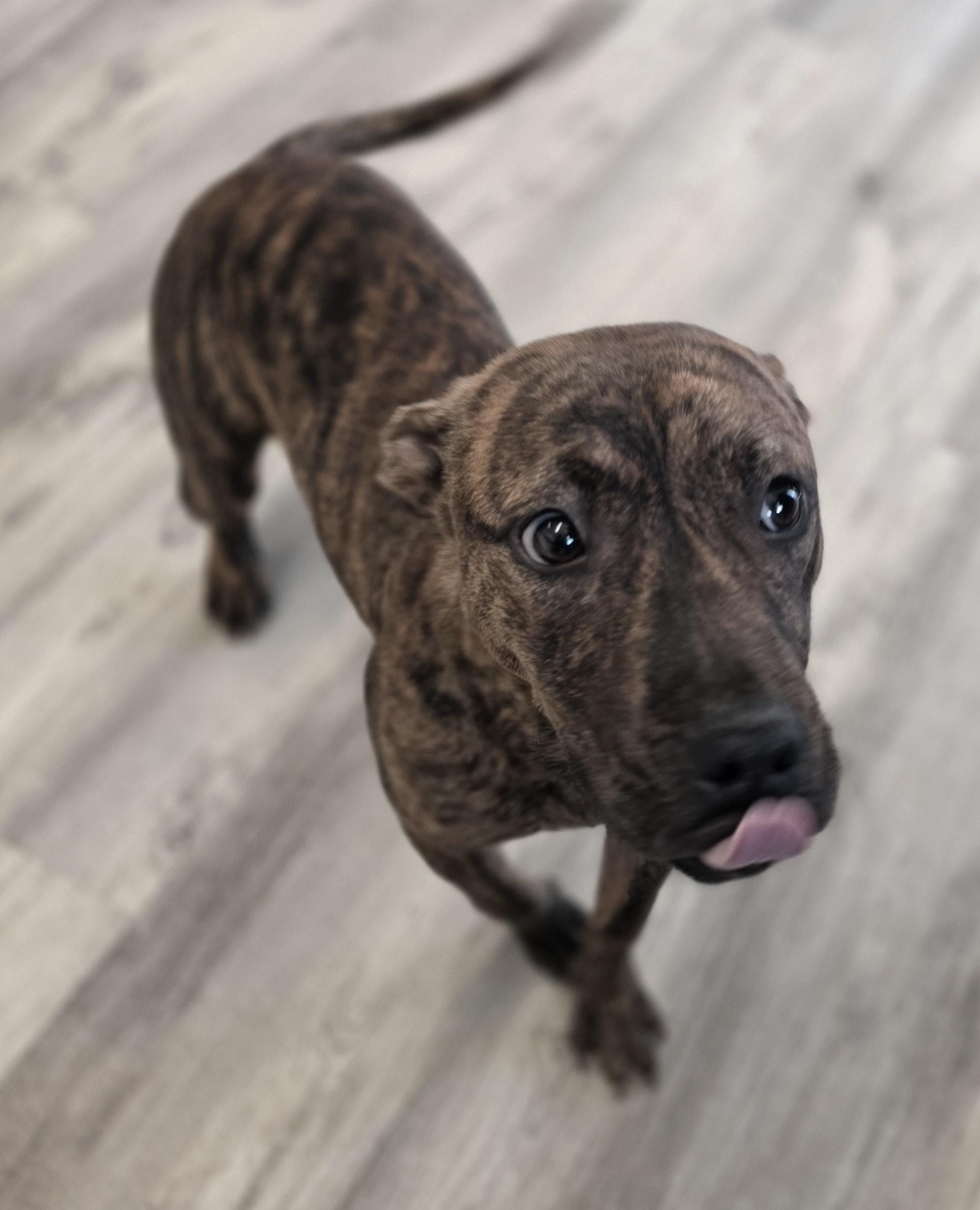Adopt Ms. Bunny Today - Pets TheCountyOffice