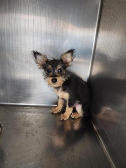 Adopt Hope Today - Pets TheCountyOffice