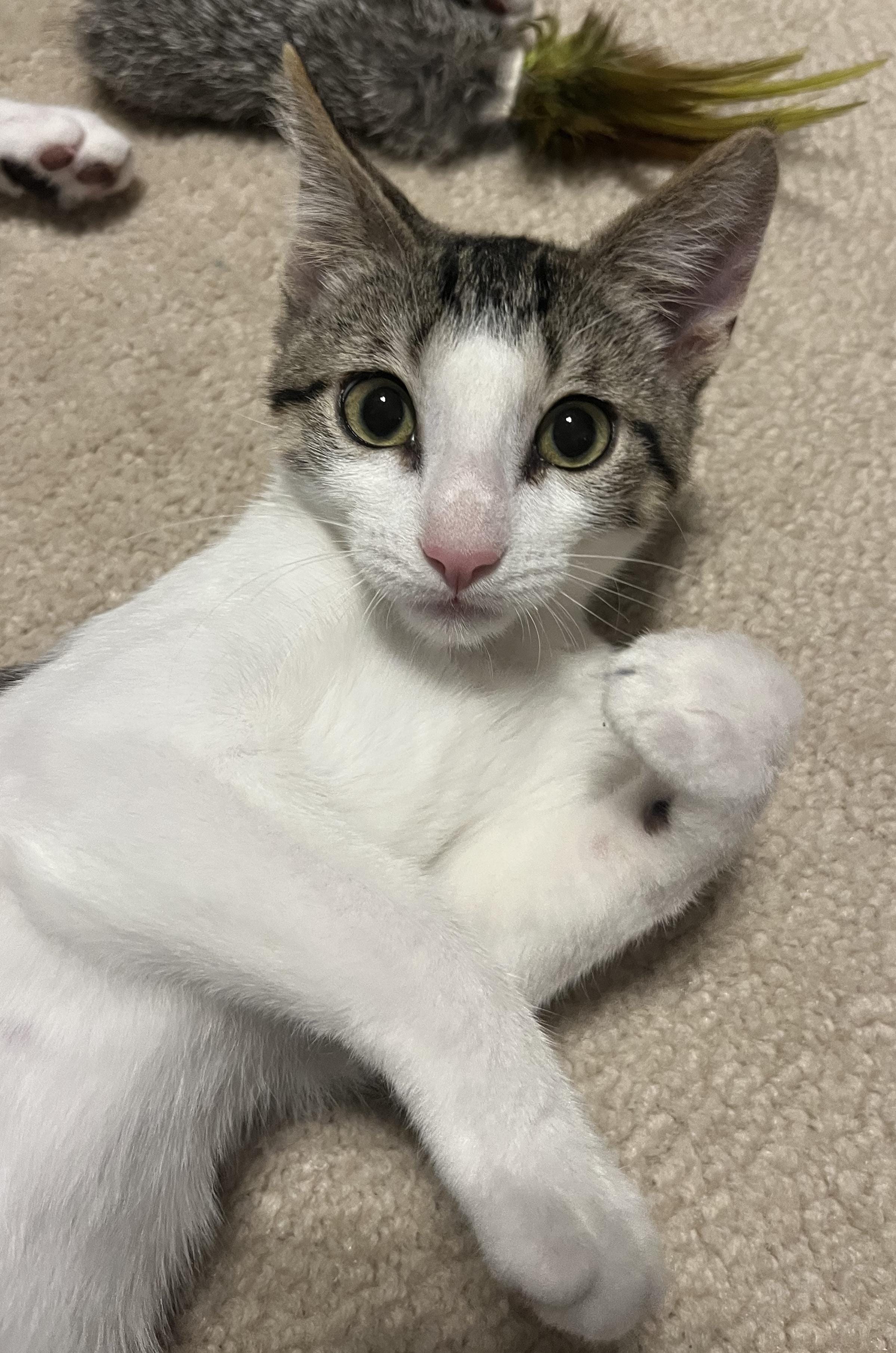 Adopt Fate Today - Pets TheCountyOffice