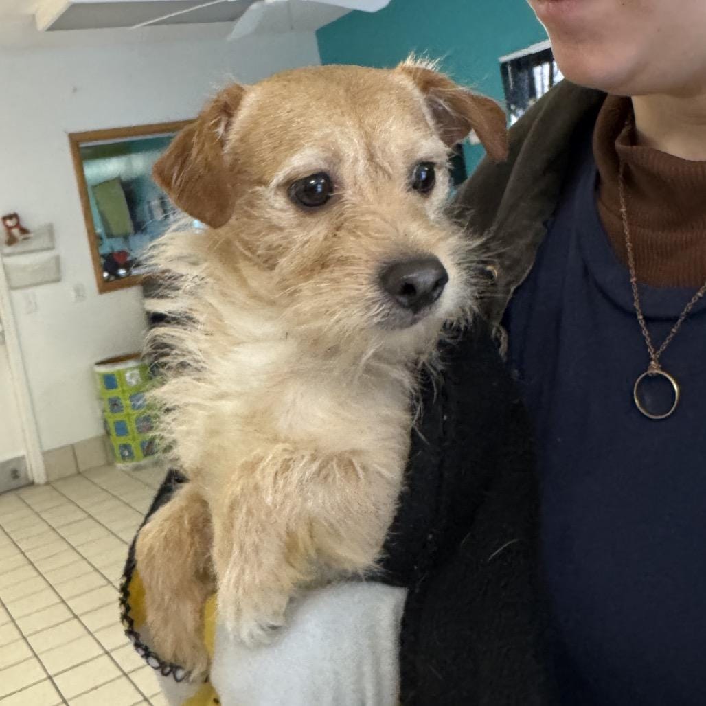 Adopt Charlie Baker Today - Pets TheCountyOffice