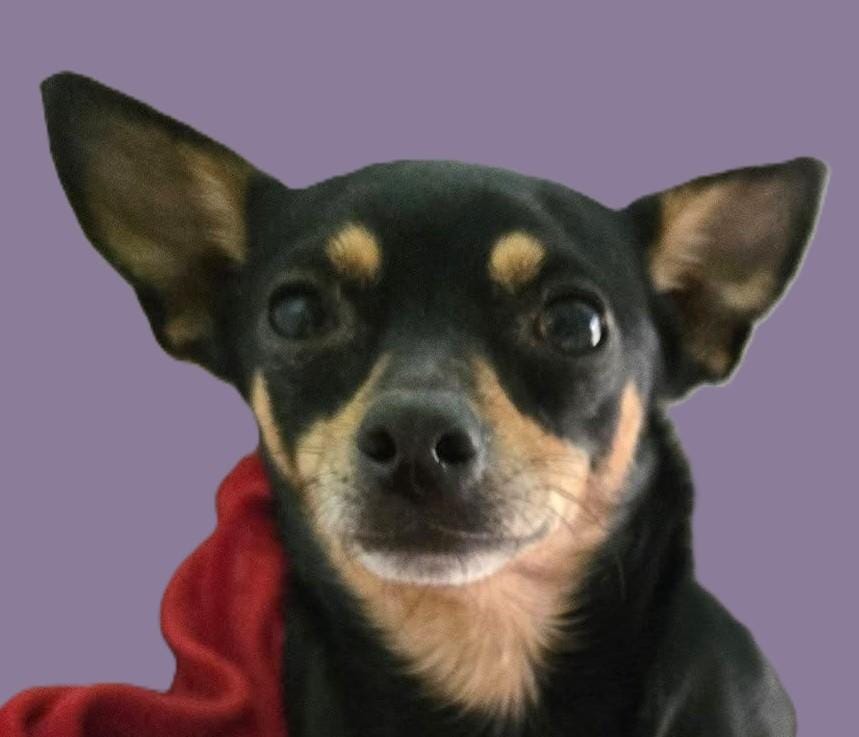 Adopt Jasmine Today - Pets TheCountyOffice