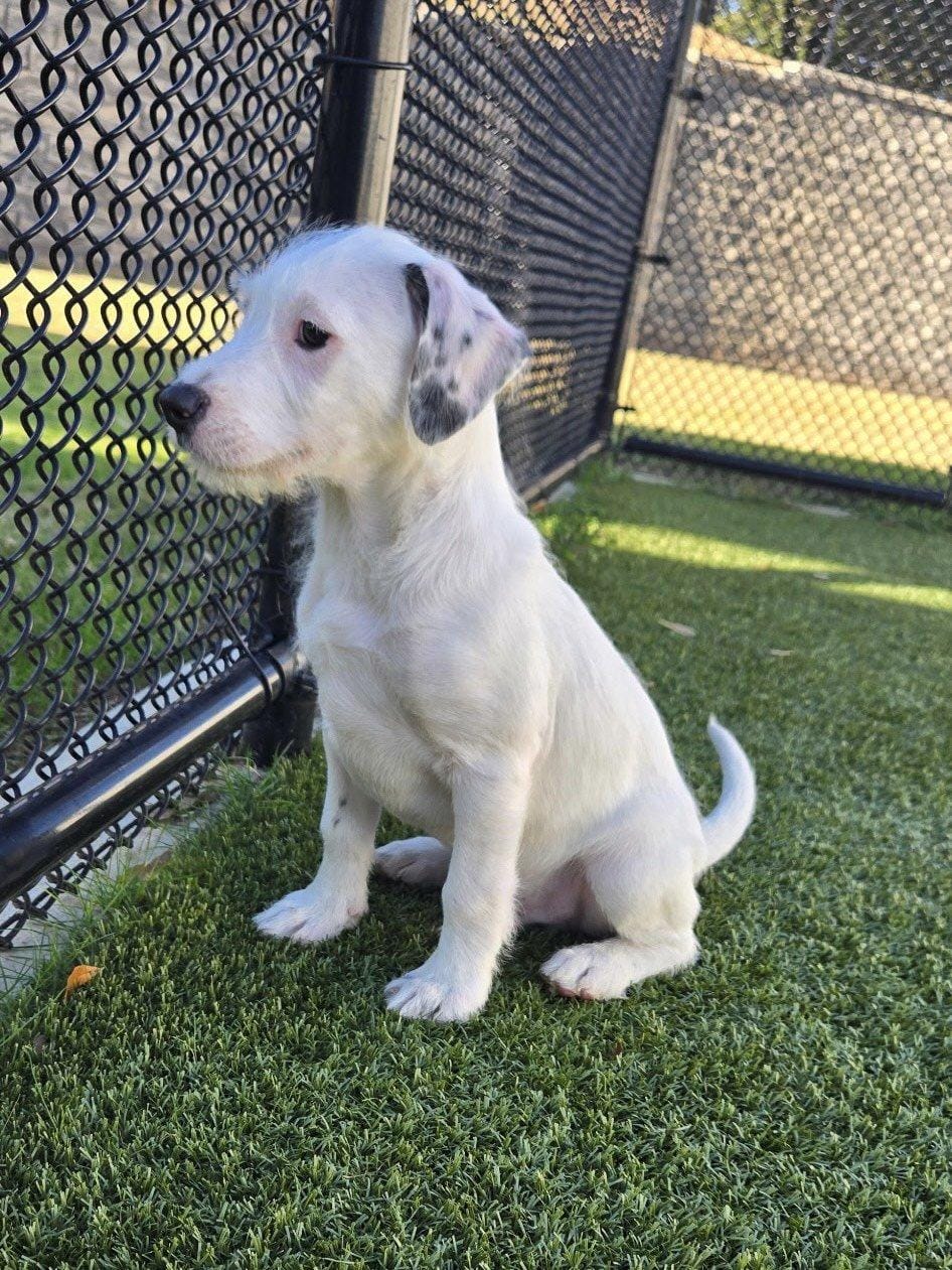 Adopt Curly Today - Pets TheCountyOffice