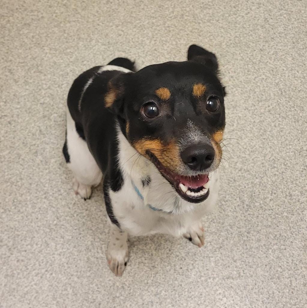 Adopt Donna Today - Pets TheCountyOffice