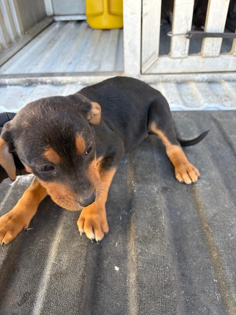 Adopt Robin Today - Pets TheCountyOffice