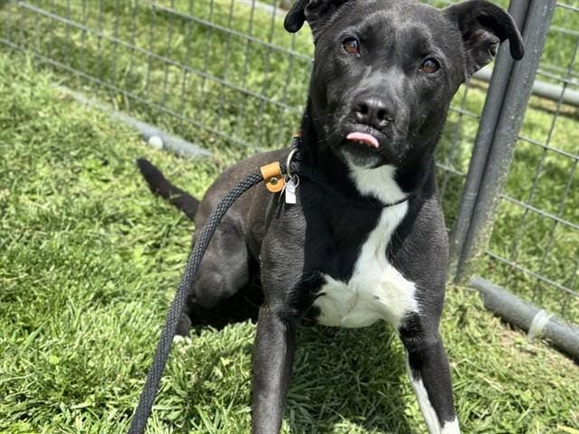 Adopt Vivi Loo the happiest girl who loves you Today - Pets TheCountyOffice