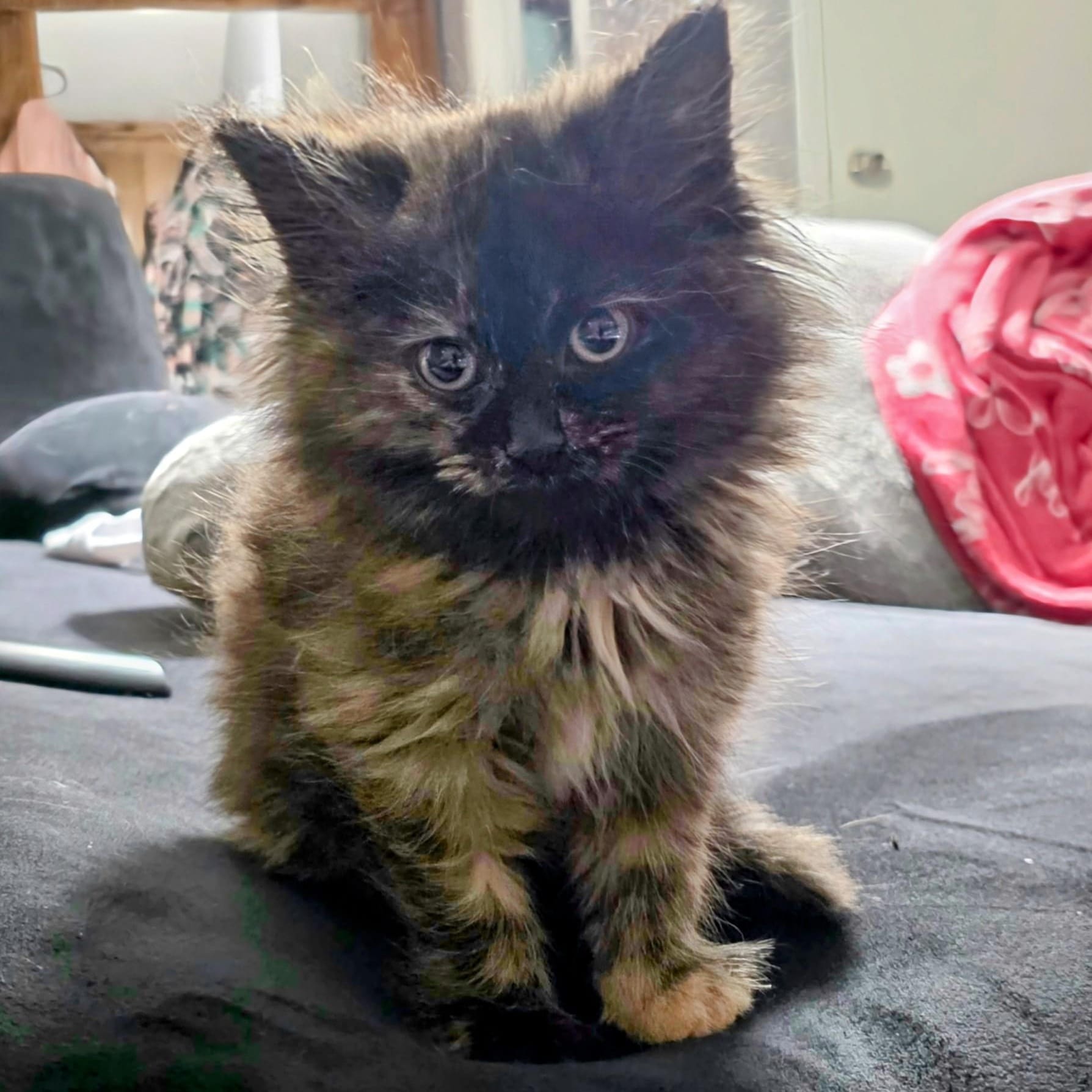 Adopt Abigail Today - Pets TheCountyOffice