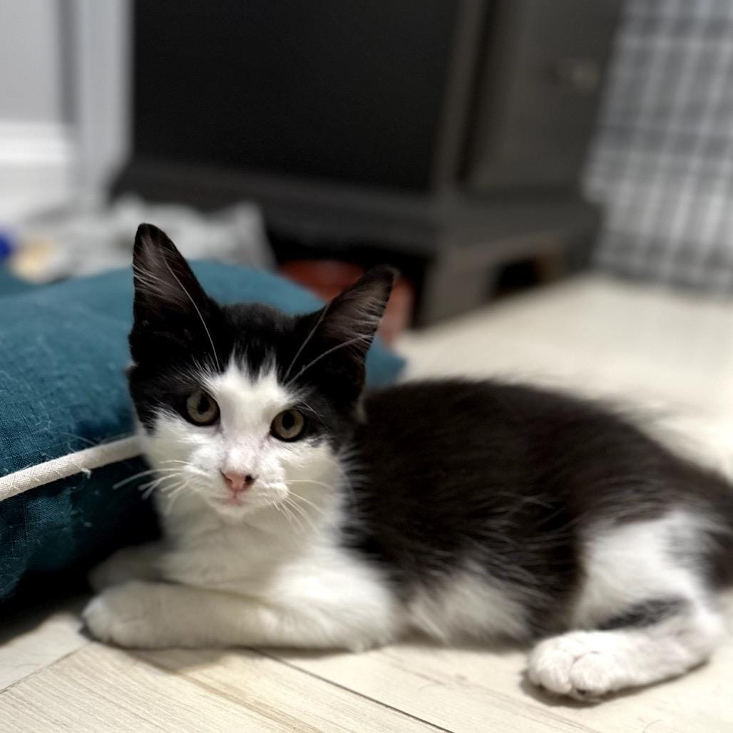 Adopt Cinnamon Roll Today - Pets TheCountyOffice