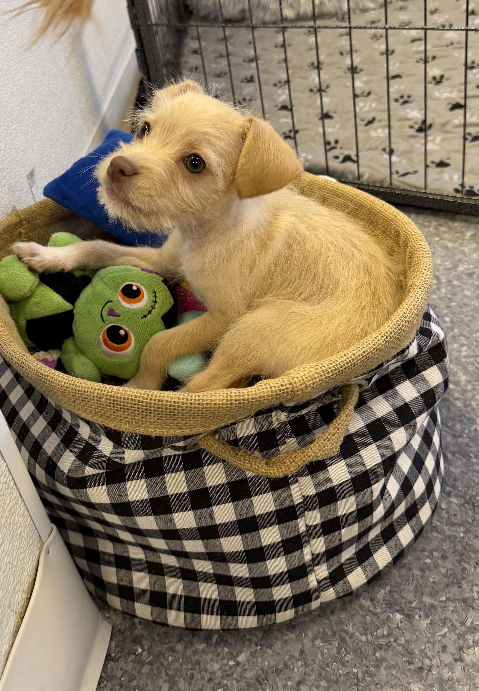 Adopt Ross Today - Pets TheCountyOffice