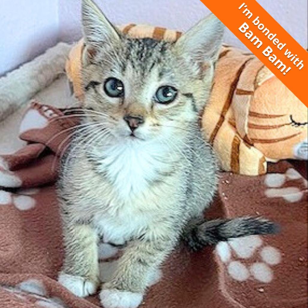 Adopt Pebbles Today - Find Paw Pal