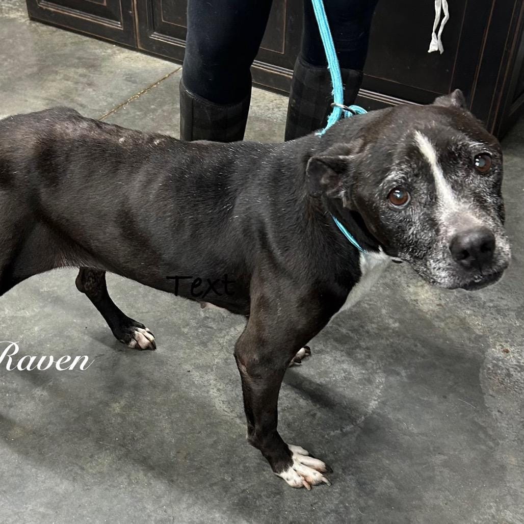 Adopt Zena Today - Pets TheCountyOffice