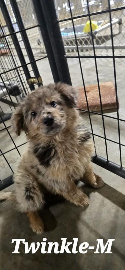 Adopt Twinkle Today - Pets TheCountyOffice