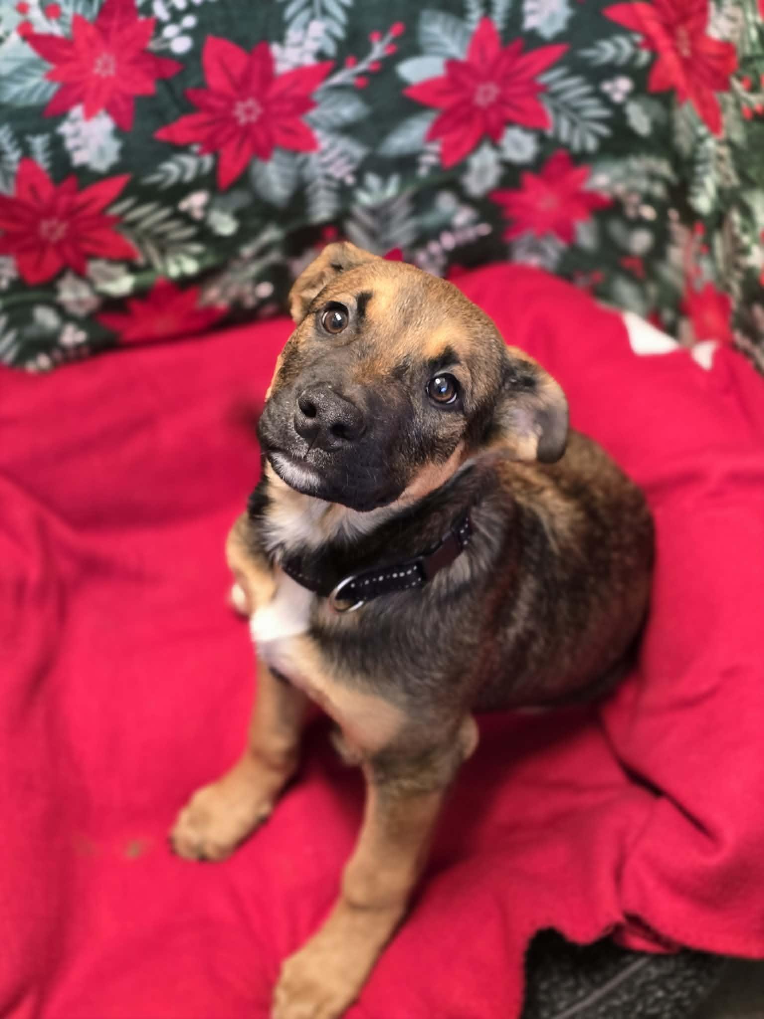Adopt Ryder Today - Find Paw Pal