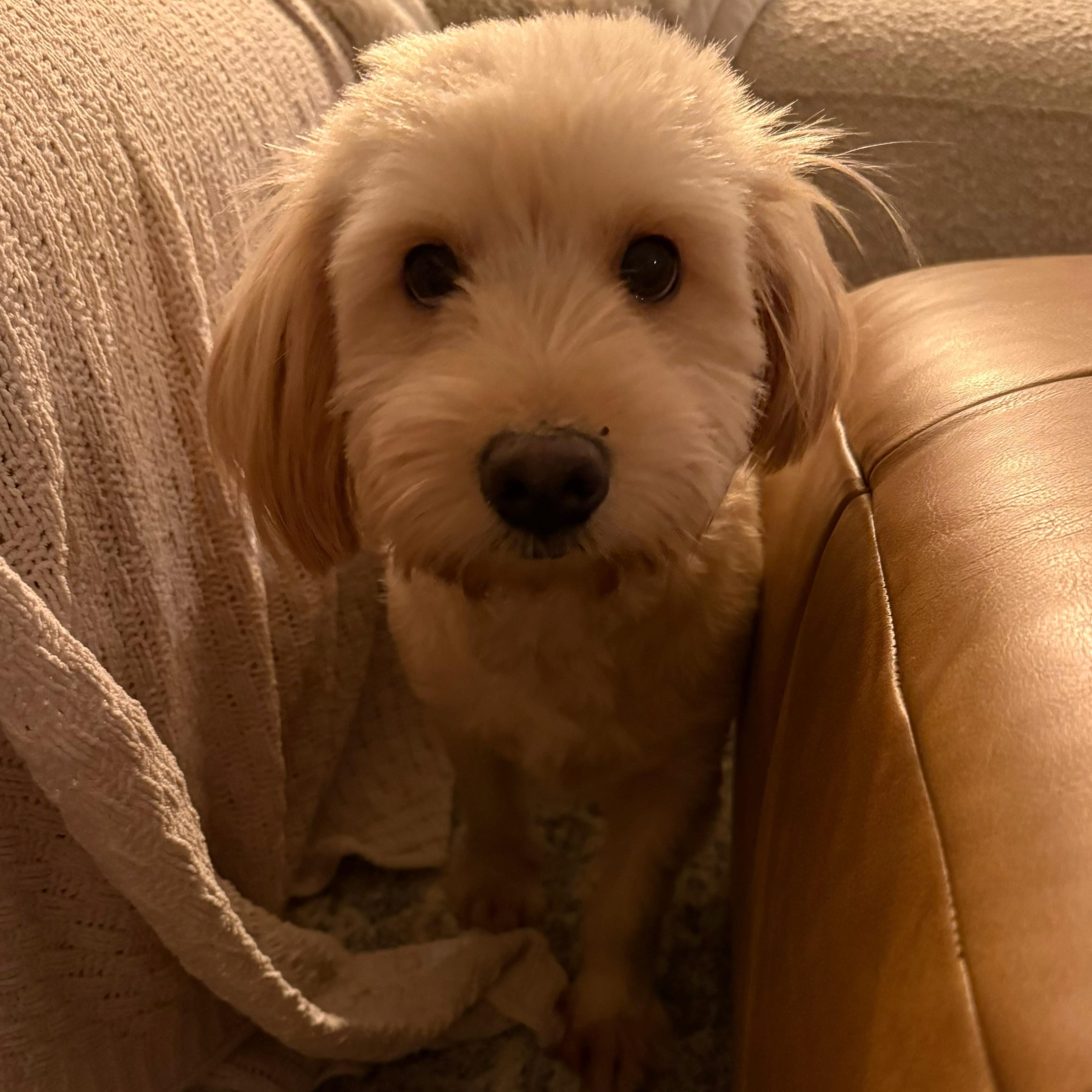 Adopt Coco Today - Pets TheCountyOffice