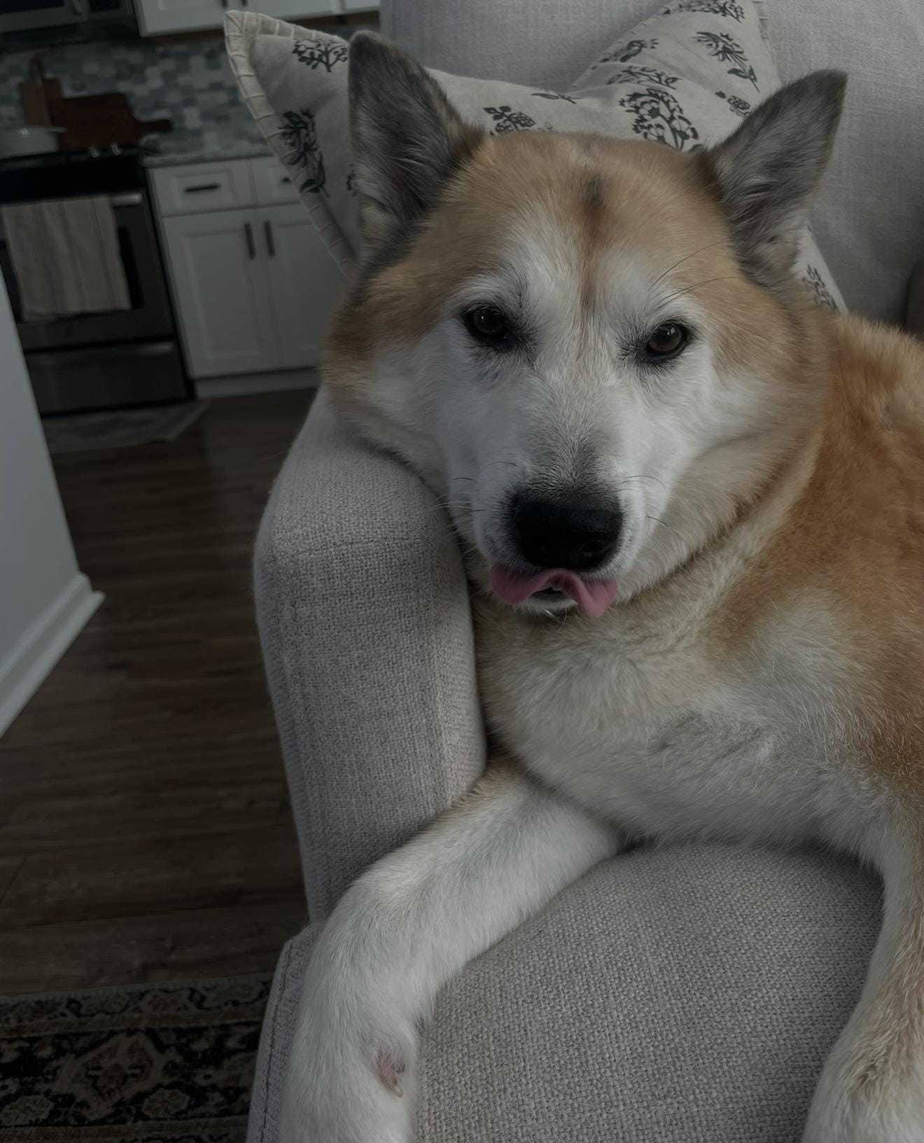 Adopt Leo Today - Pets TheCountyOffice